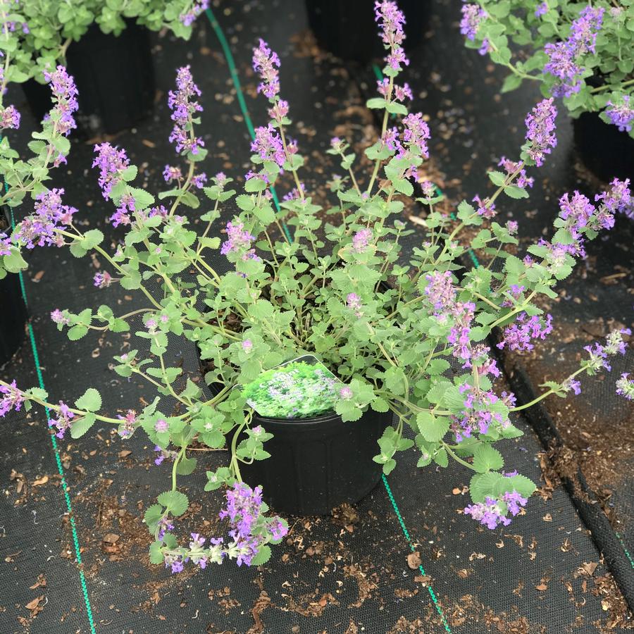 Propagating catmint by division. – cert3hort