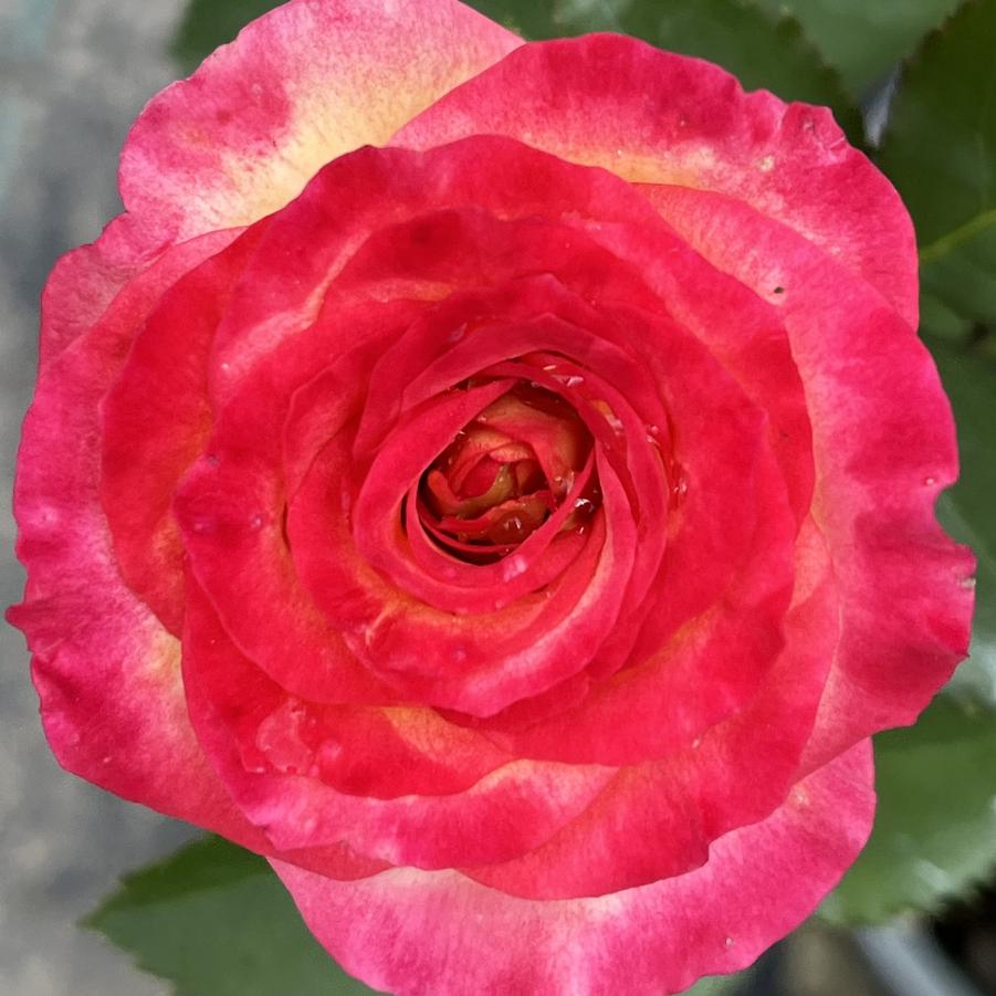 Rose True Bloom True Sincerity From Saunders Brothers Inc