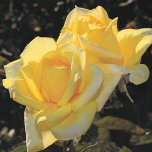 Rose Hybrid Tea 'Oregold'